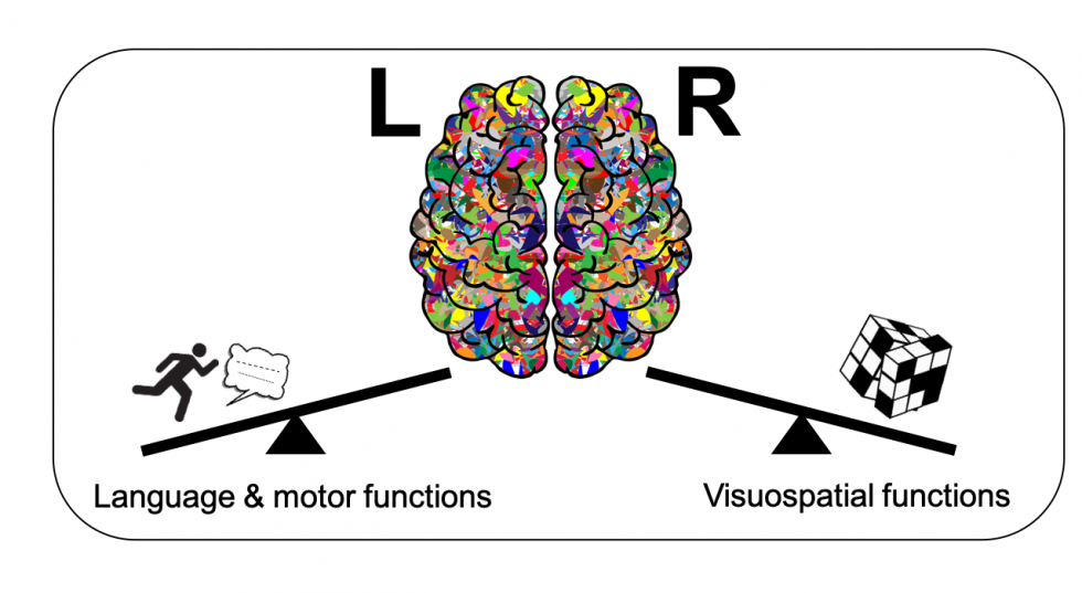 Asymmetrical brain patterns can help identify subgroups of autistic people